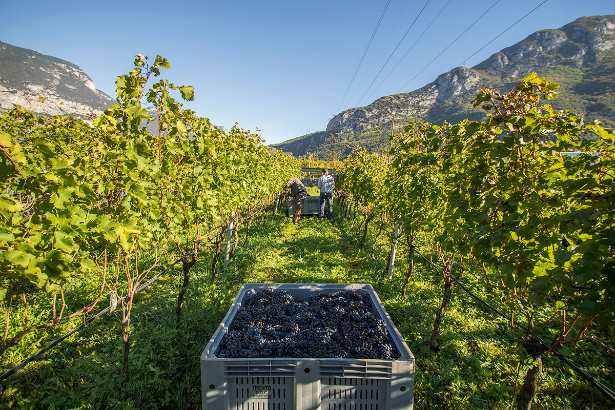 Die Region | Azienda Agricola Comai - Riva del Garda