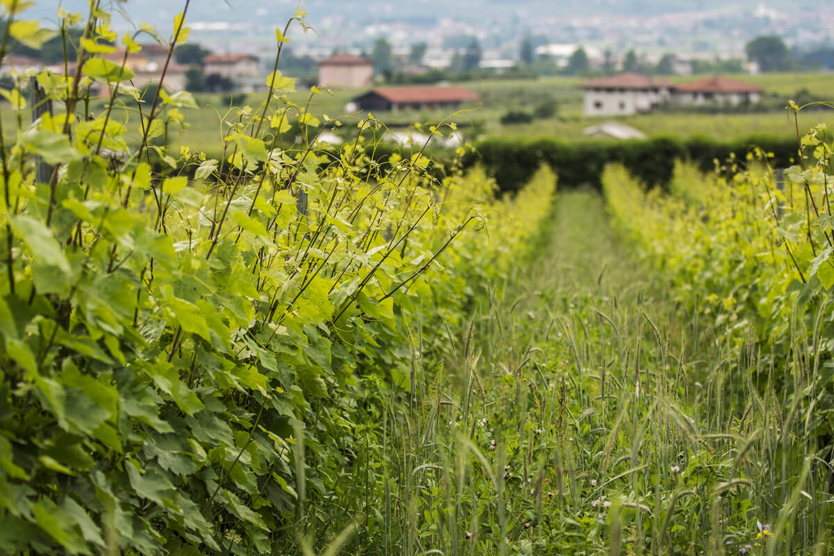 The region | Azienda Agricola Comai - Riva del Garda